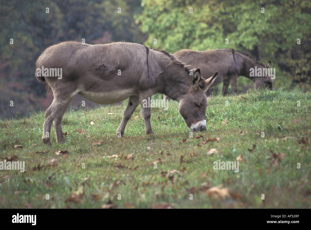 Two donkeys stand hi-res stock photography and images - Alamy