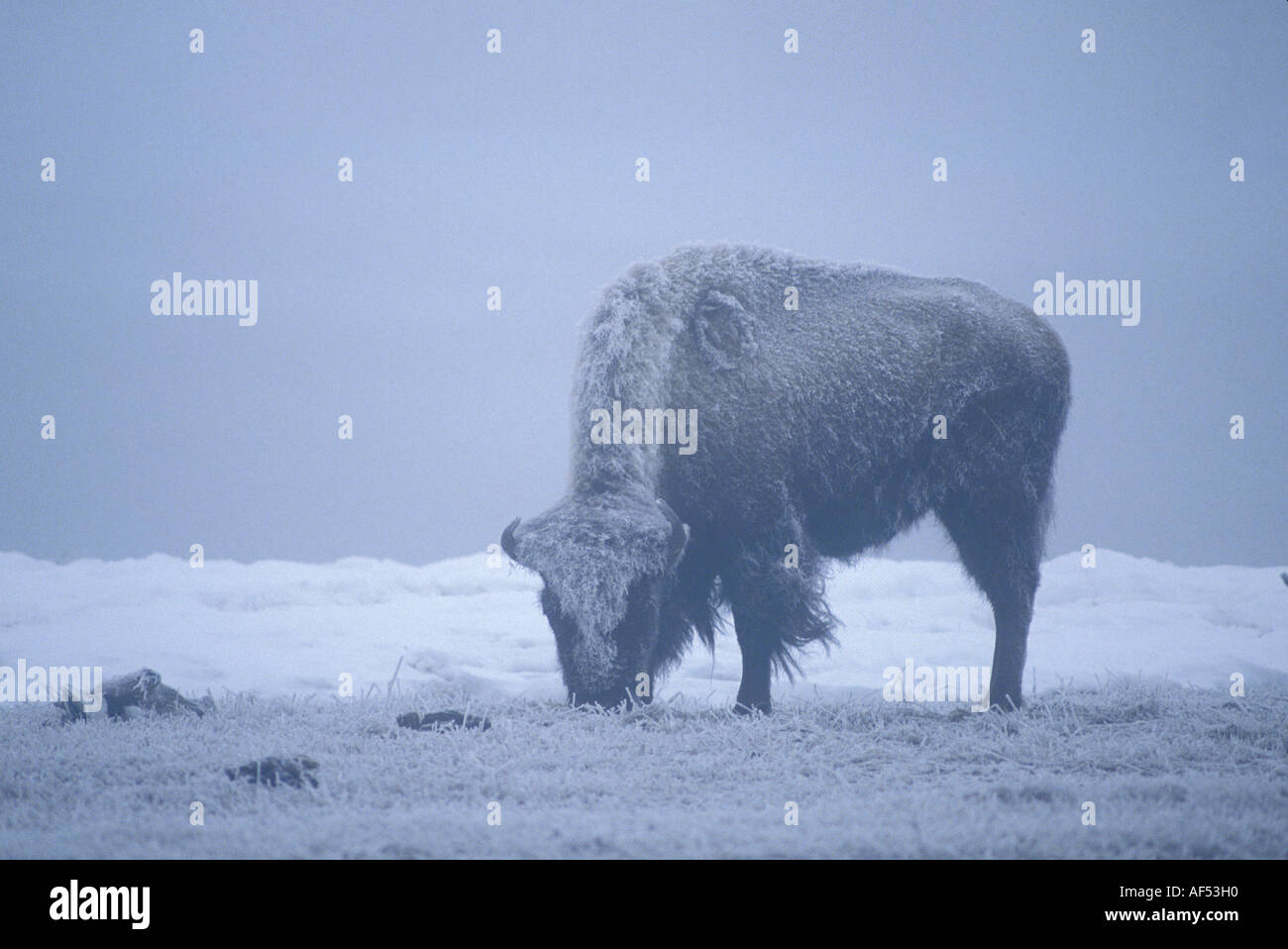 Side profile of a buffalo standing on a landscape Stock Photo - Alamy