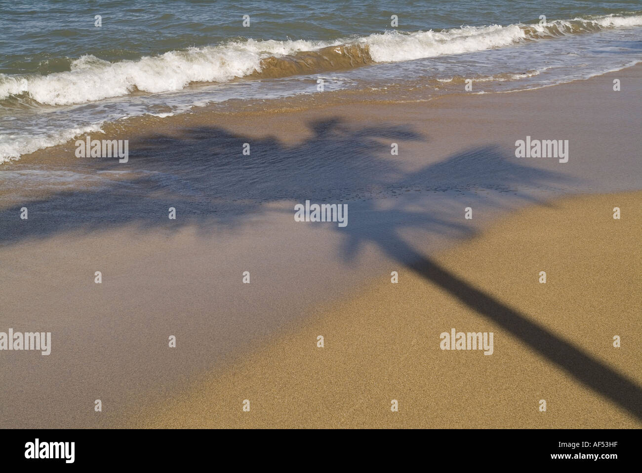 Shadow of a palm tree on the beach Stock Photo - Alamy