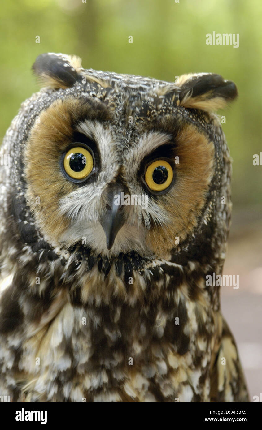 Portrait of an owl Stock Photo - Alamy