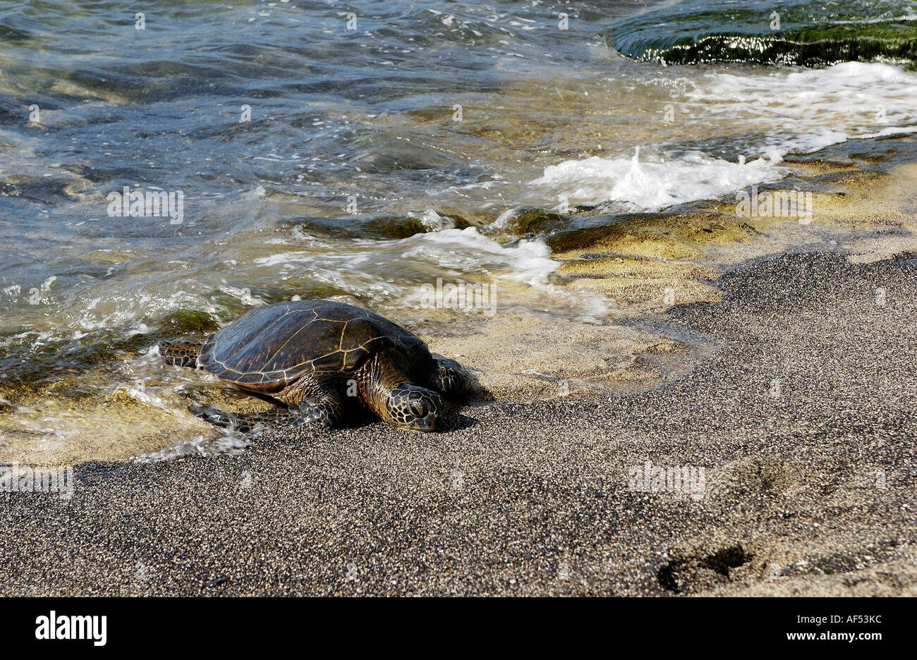 High angle view of a tortoise on the beach Stock Photo - Alamy