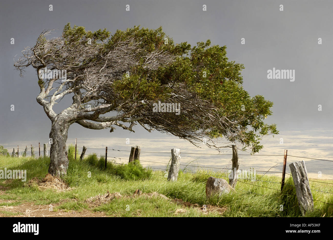Tree swaying in a storm Stock Photo - Alamy