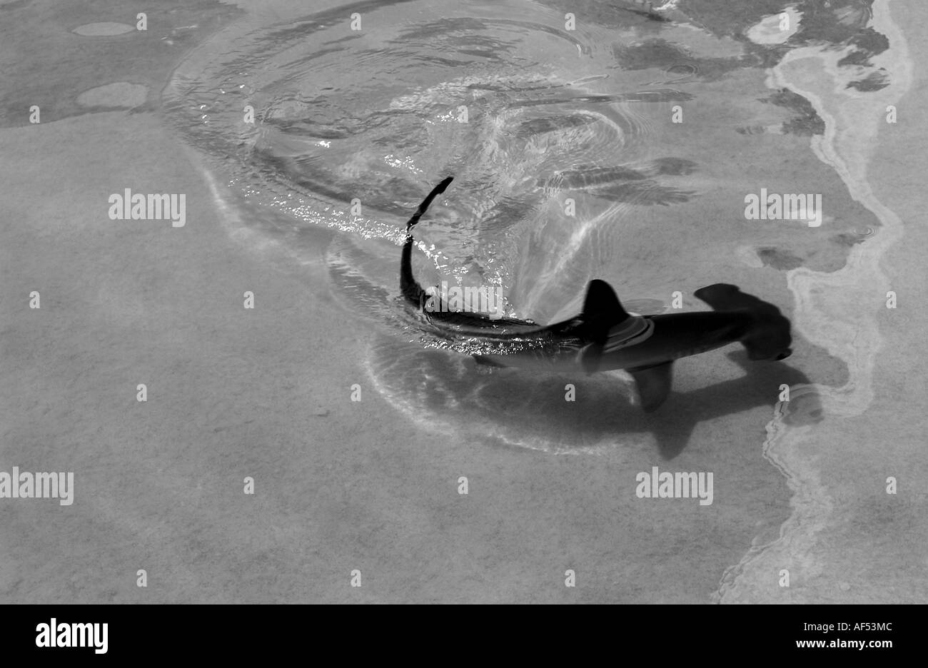 High angle view of a shark swimming in water Stock Photo - Alamy