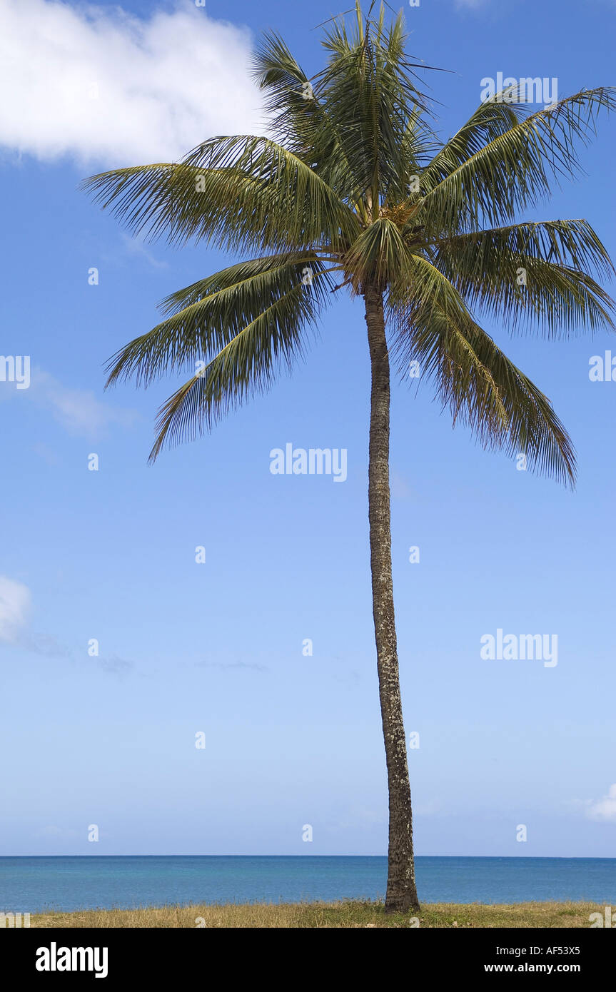 Palm tree on the beach Stock Photo - Alamy