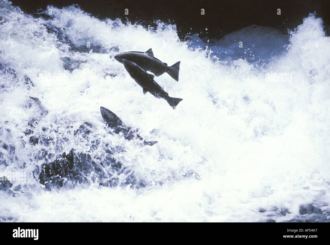 Three fish jumping over a river Stock Photo - Alamy