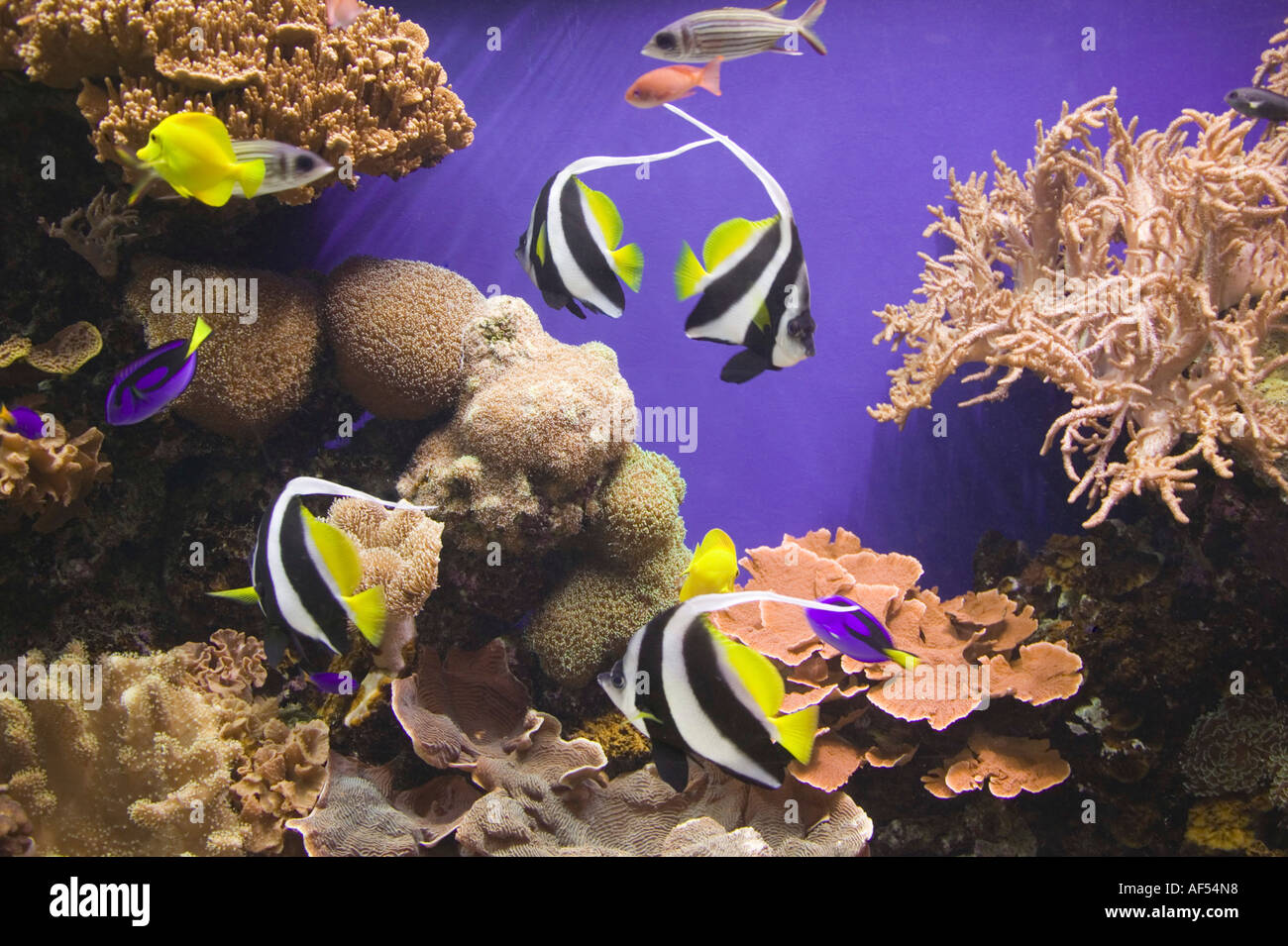 Sea creatures on the ocean floor Stock Photo - Alamy