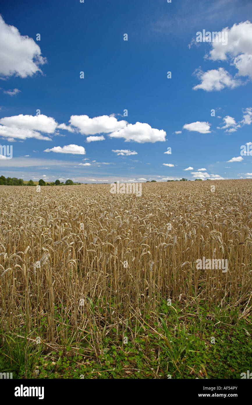 Wheat Field, Avebury, Wiltshire, England, UK Stock Photo - Alamy