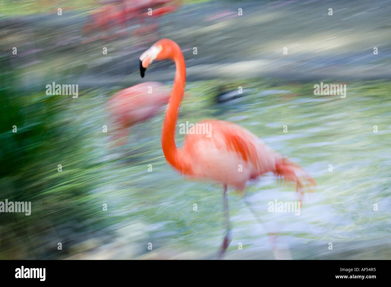 Wading bird in rippled water hi-res stock photography and images - Alamy