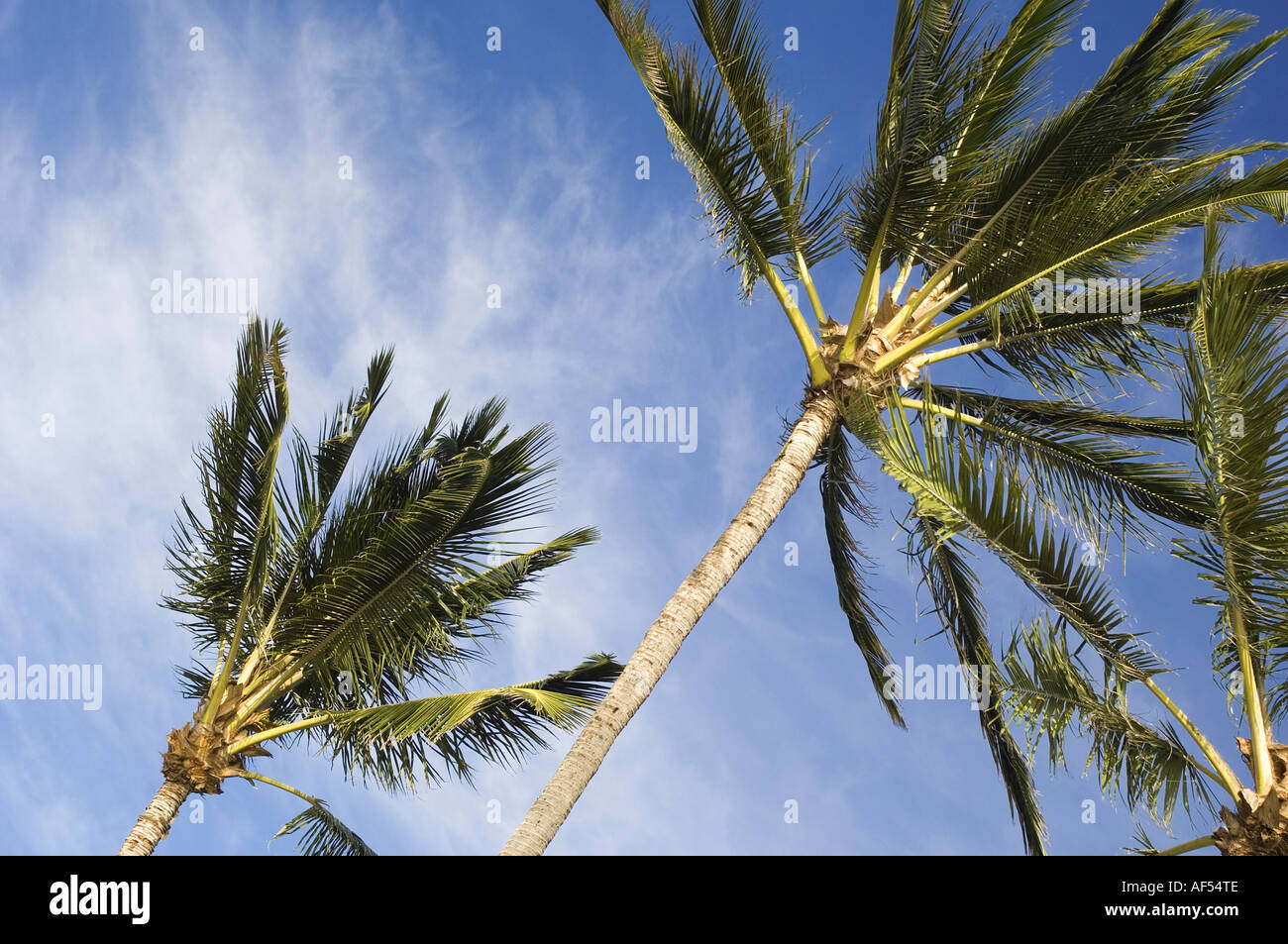 Palm tree tilt angle hi-res stock photography and images - Alamy