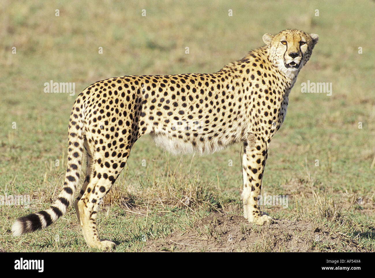Cheetah pattern hi-res stock photography and images - Alamy