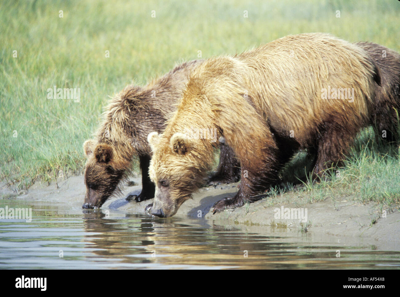 Side profile of two bears drinking water from a pond Stock Photo - Alamy