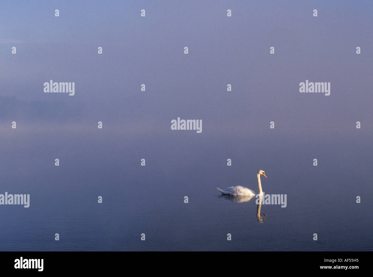 Side profile of a swan swimming in water Stock Photo - Alamy