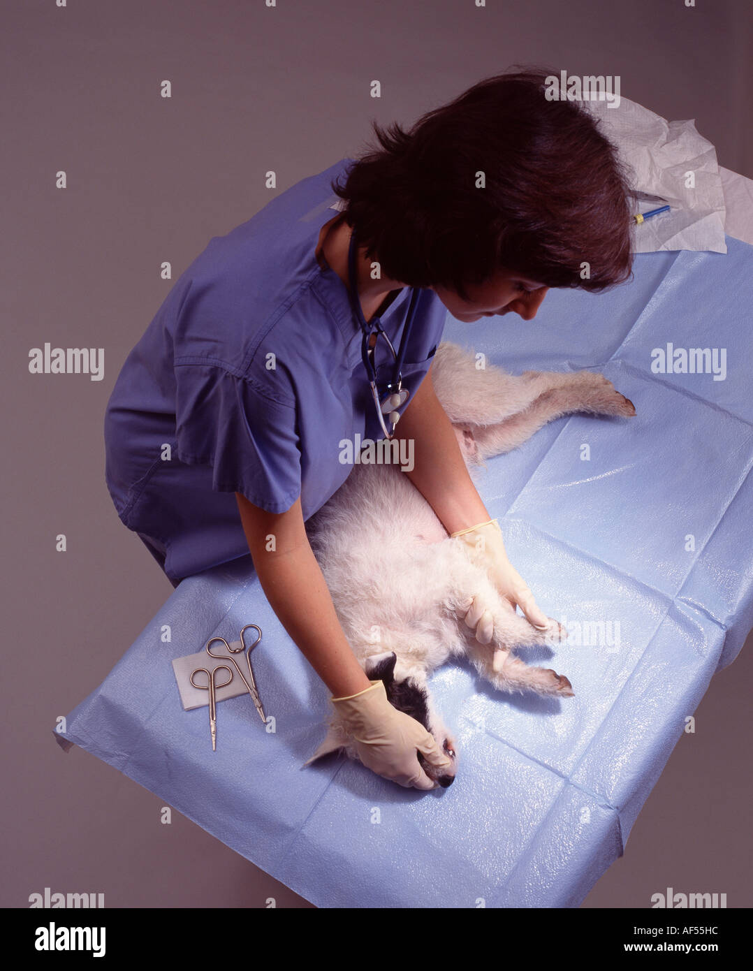 High angle view of a female doctor examining a dog Stock Photo - Alamy