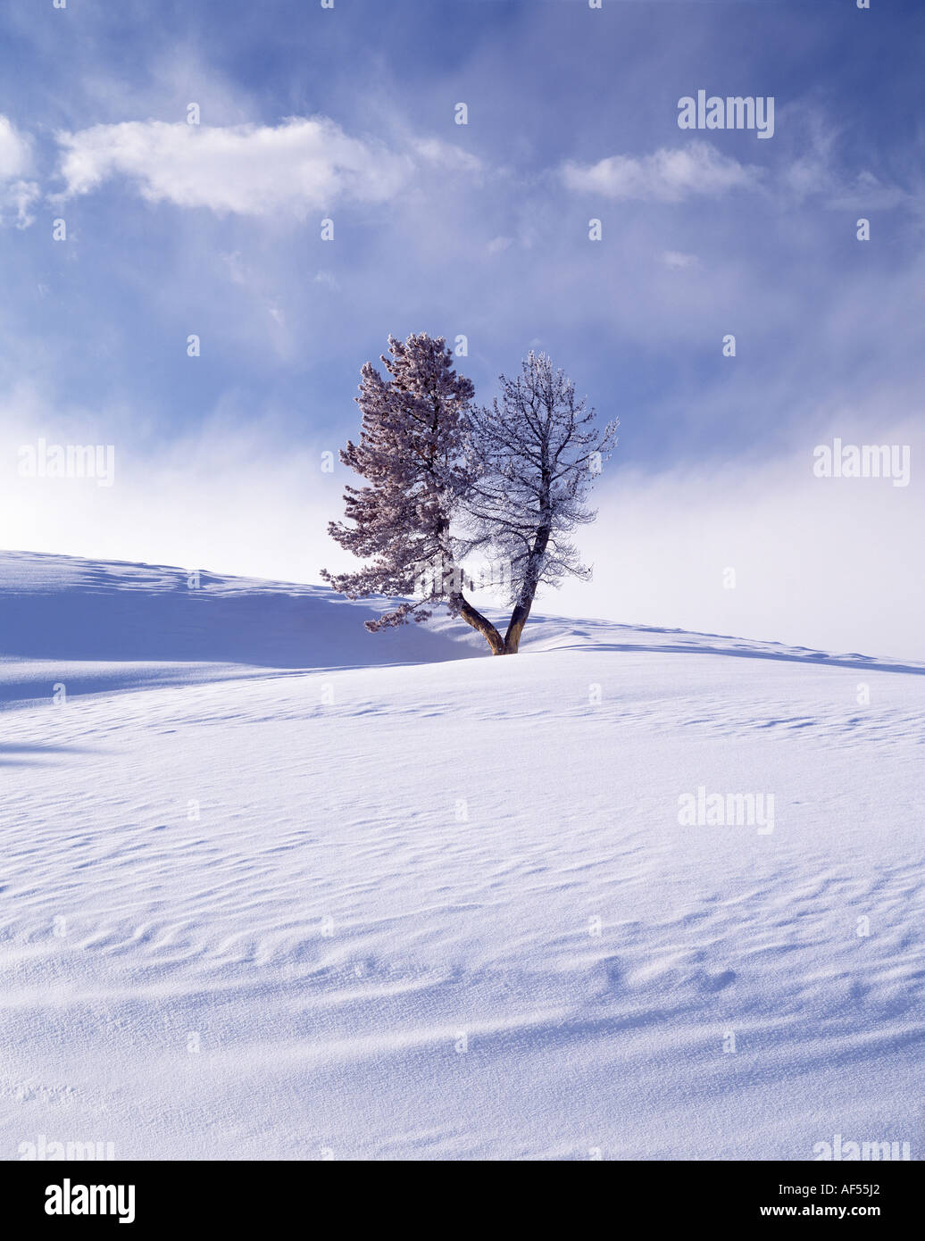 Tree on a polar landscape Stock Photo - Alamy
