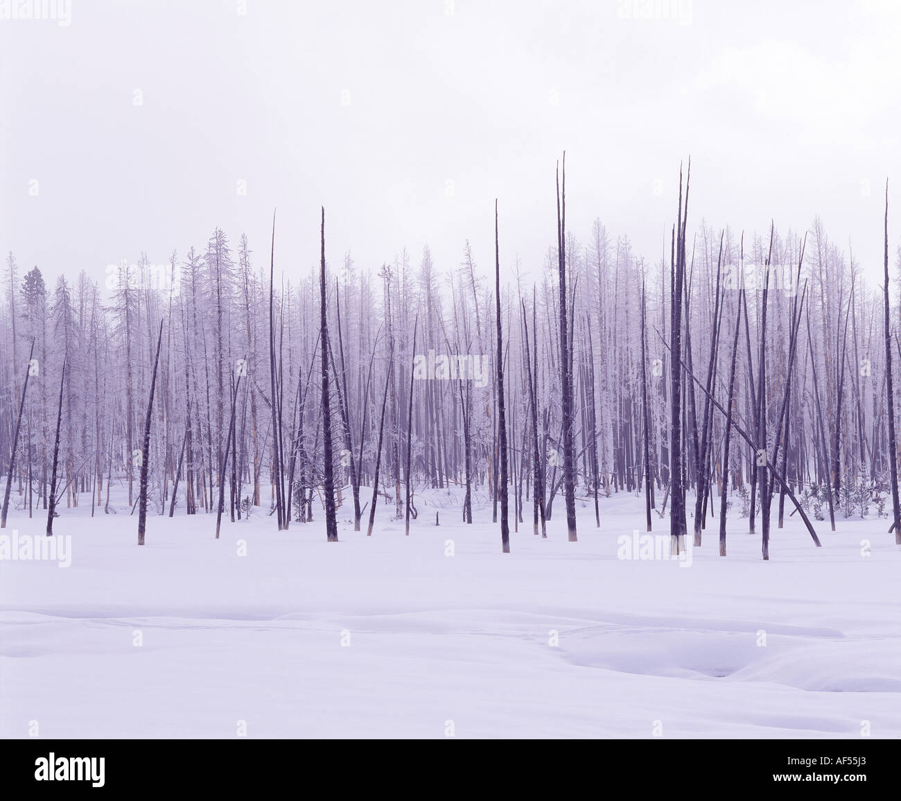 Trees on a polar landscape Stock Photo - Alamy