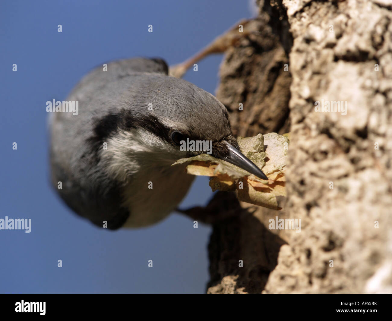 Nuthatch hi-res stock photography and images - Alamy