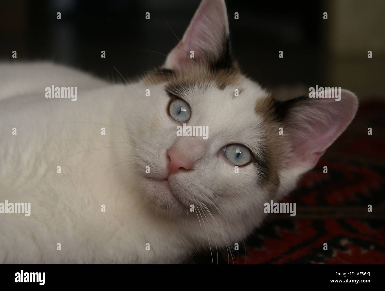 Now you have my attention! Stock Photo - Alamy