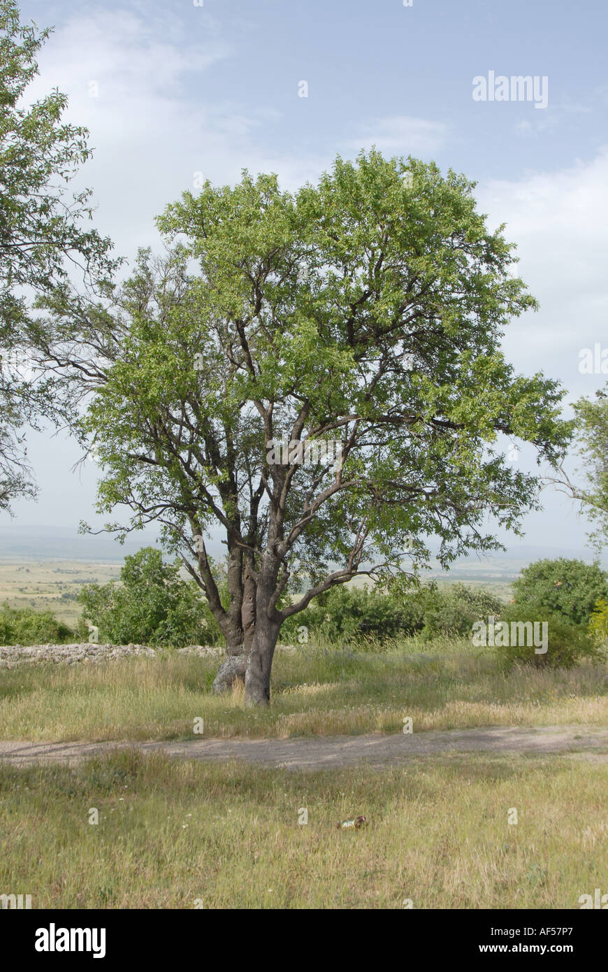 Almond tree growing in Bulgaria Stock Photo - Alamy
