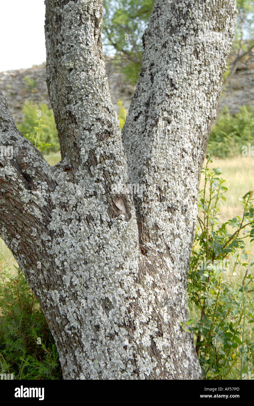 Almond tree growing in Bulgaria Stock Photo - Alamy