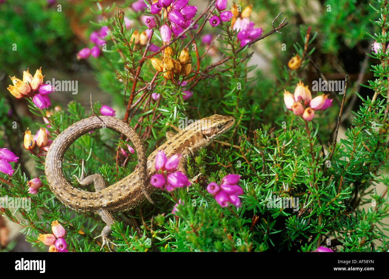Lizard hunting insects hi-res stock photography and images - Alamy