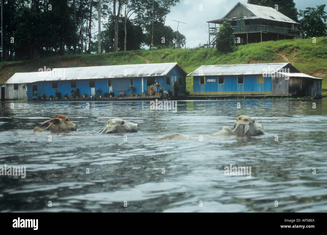 Cows swimming in the Amazon river Stock Photo - Alamy