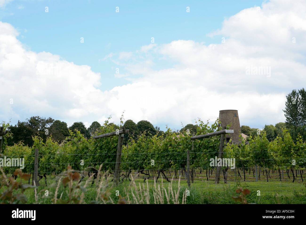 Nutbourne Vineyard, West Sussex, England Stock Photo - Alamy