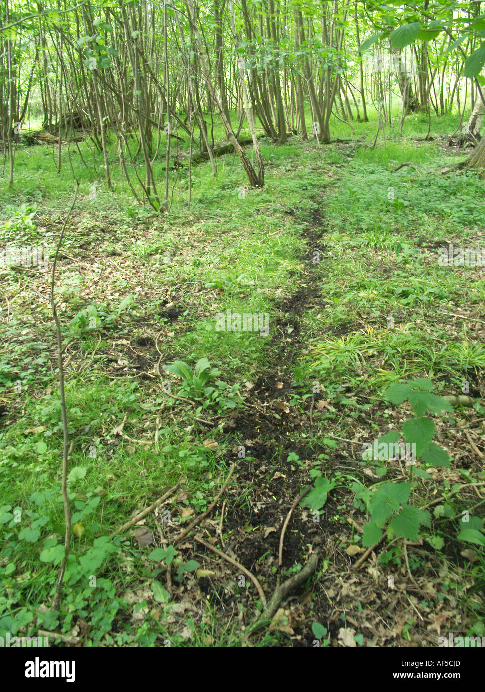 English deer hi-res stock photography and images - Alamy