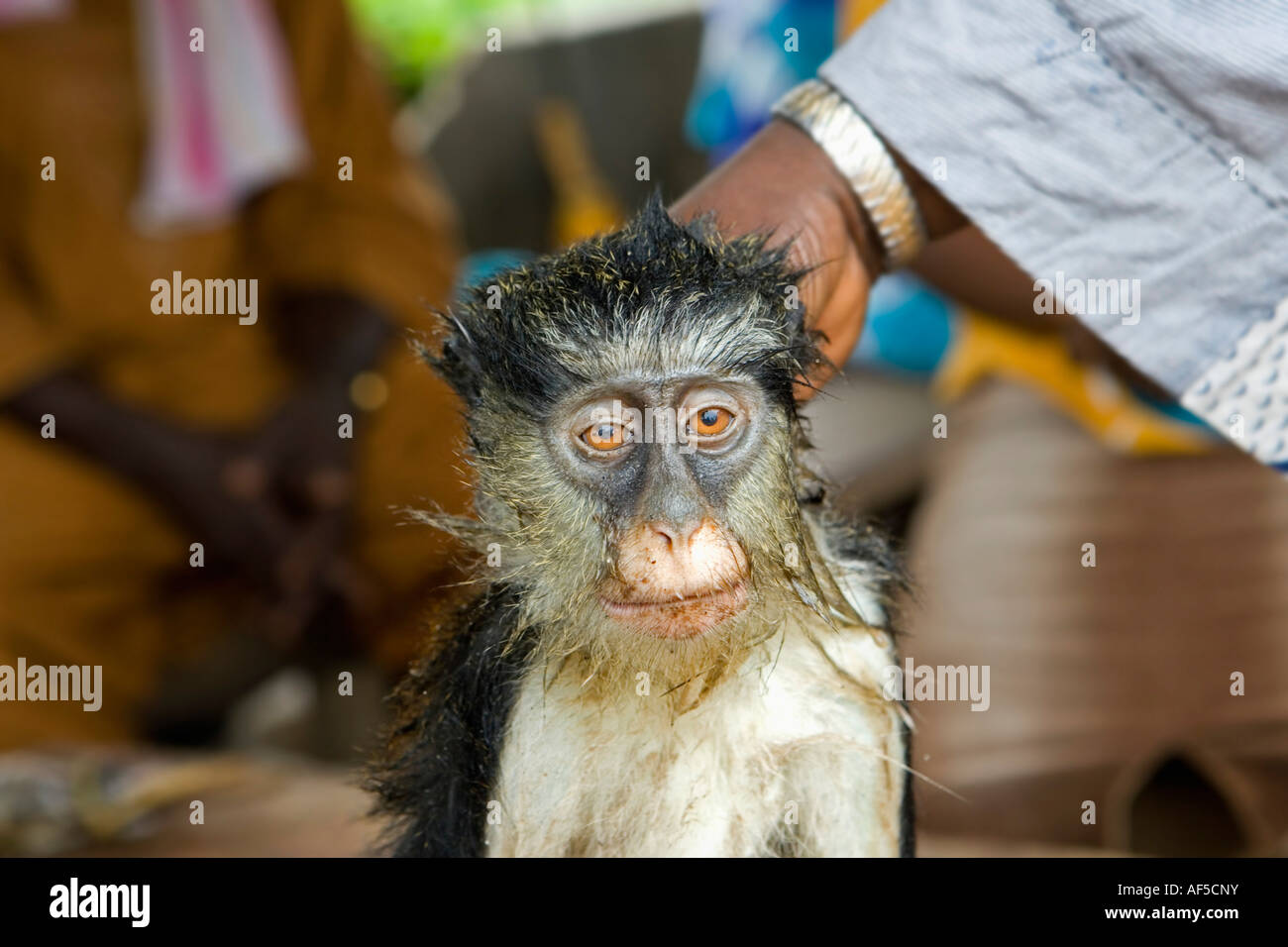 Africa bushmeat market hi-res stock photography and images - Alamy