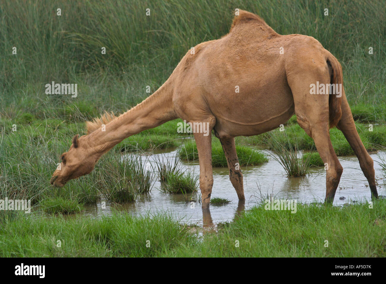 Camel Standing in Water Feeding During Kharif or Summer Monsoon Salalah ...