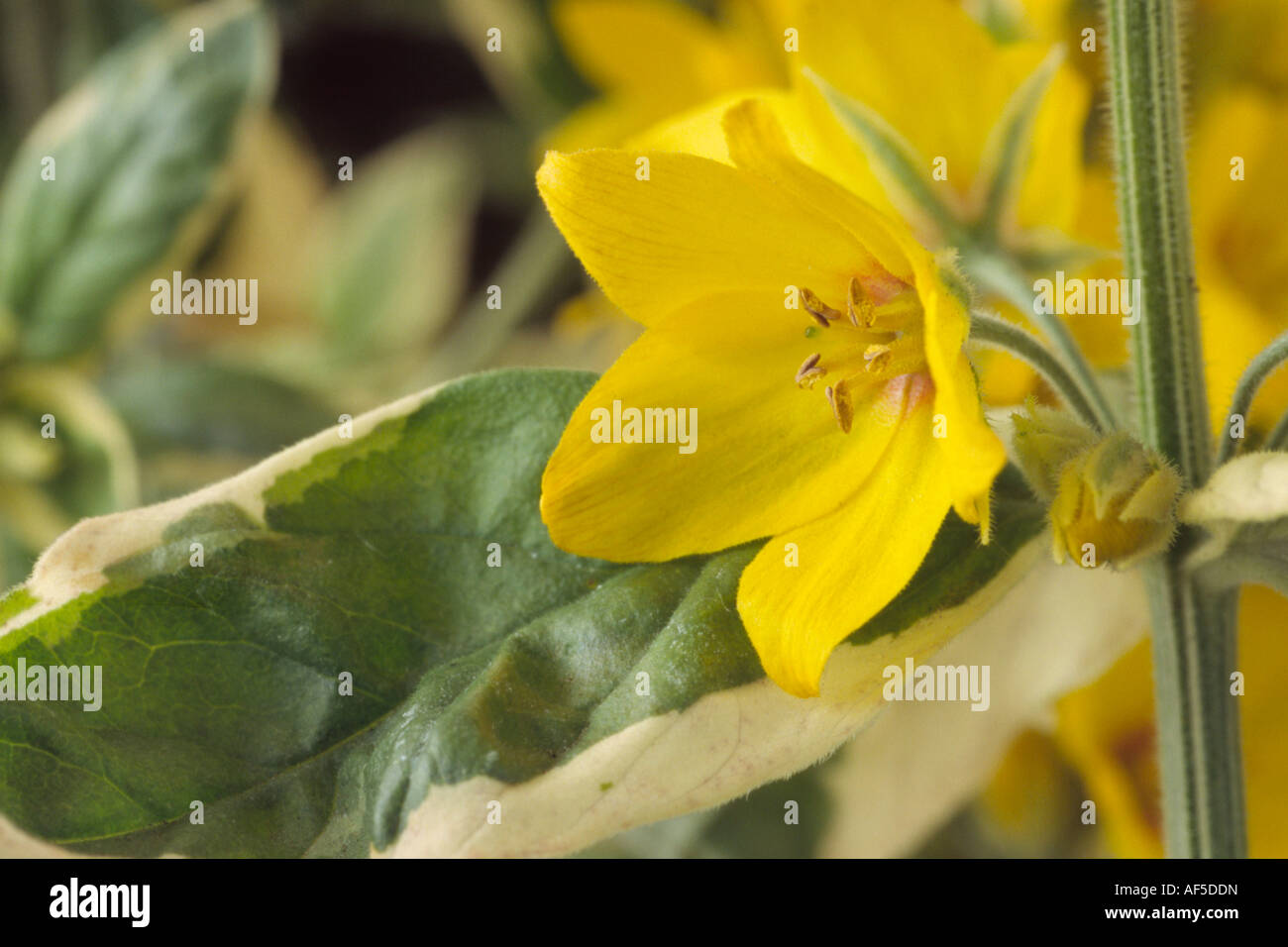 Lysimachia punctata 'Alexander' (Loosestrife) Close up of small yellow ...