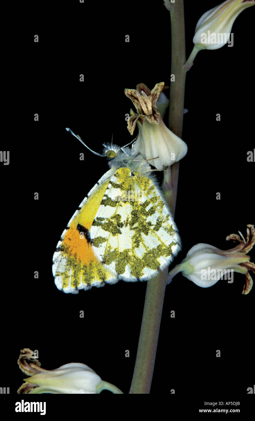 Desert orangetip butterfly hi-res stock photography and images - Alamy