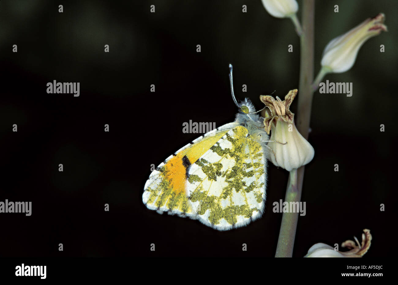 Orangetip hi-res stock photography and images - Alamy
