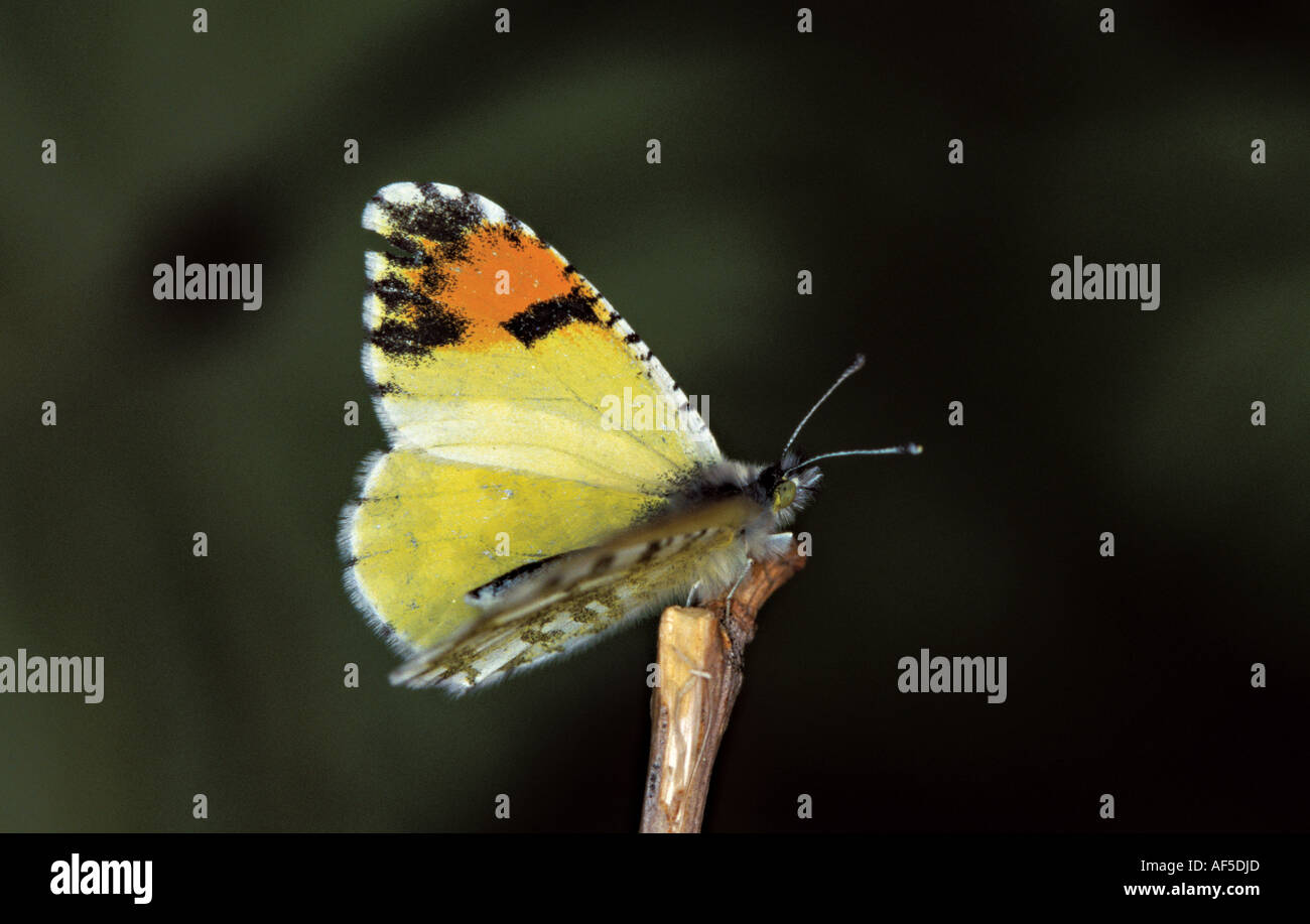 Desert orangetip hi-res stock photography and images - Alamy
