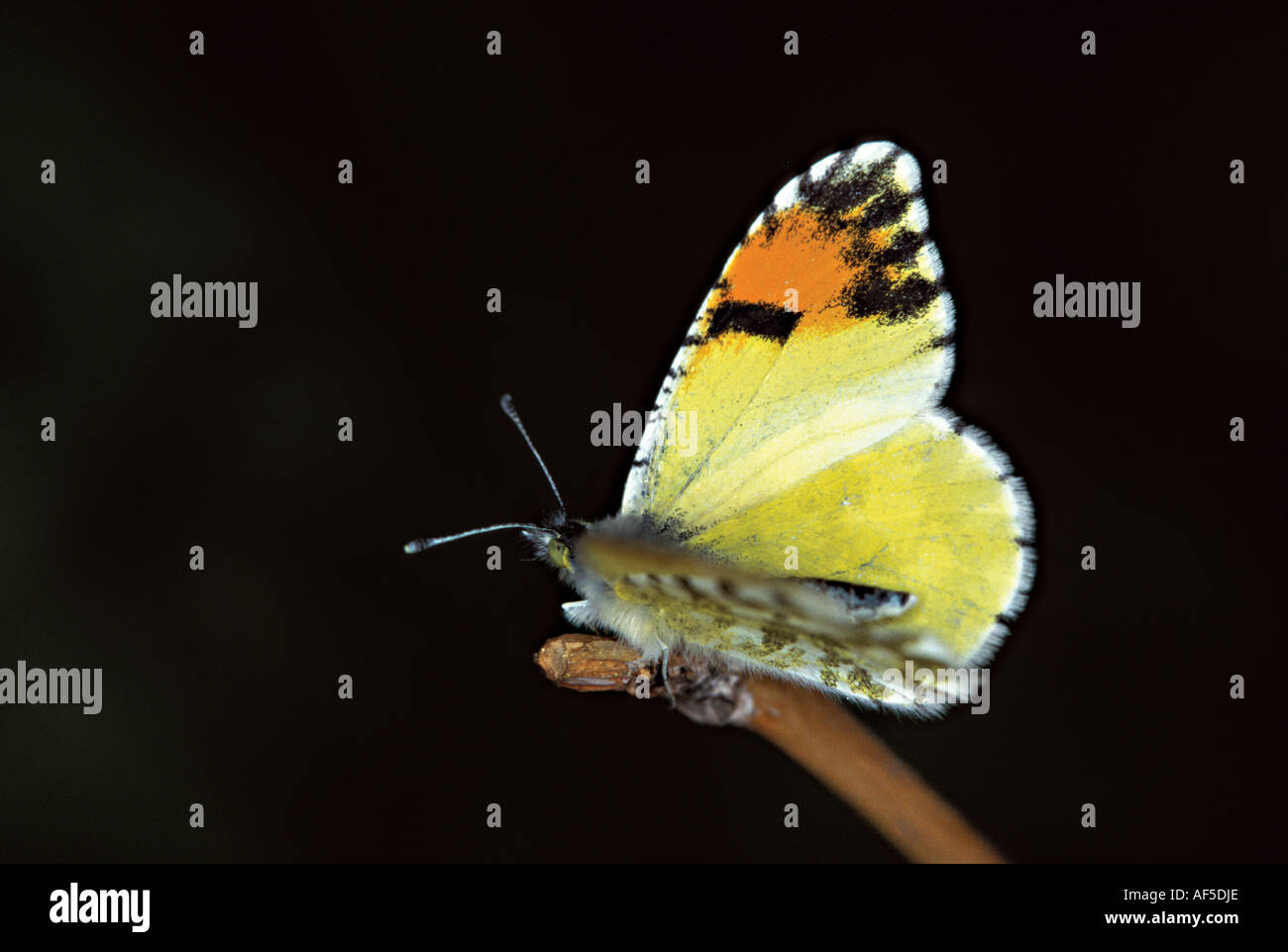 Orangetip hi-res stock photography and images - Alamy