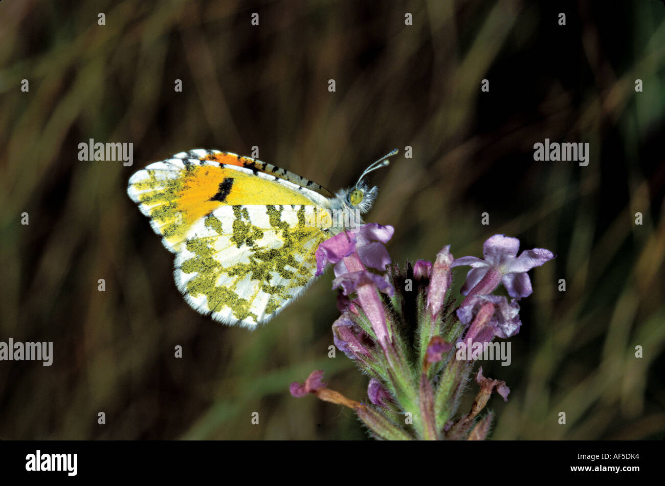 Desert orangetip hi-res stock photography and images - Alamy