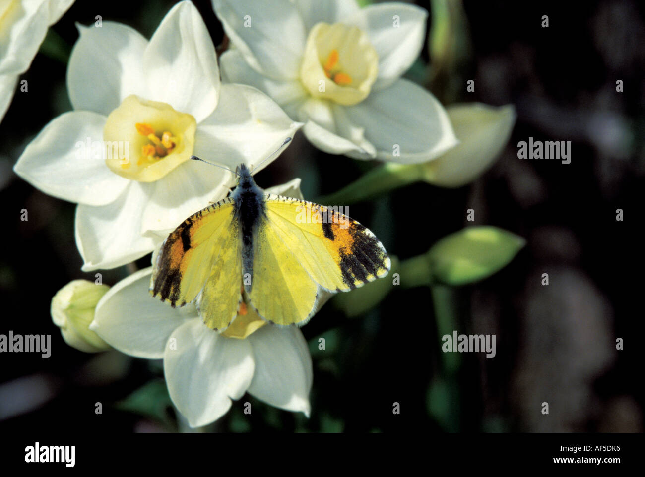 Desert orangetip hi-res stock photography and images - Alamy