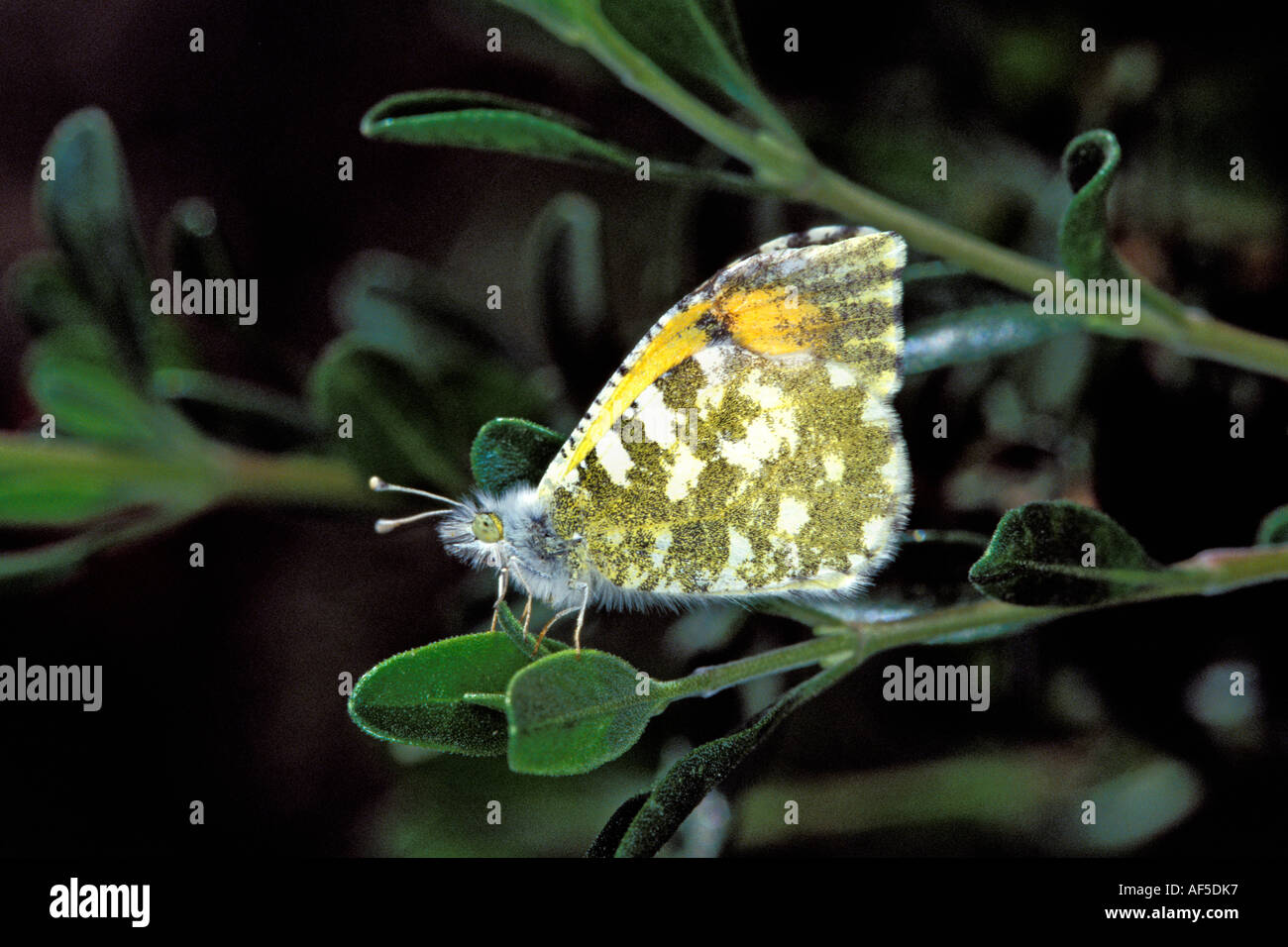 Orangetip hi-res stock photography and images - Alamy