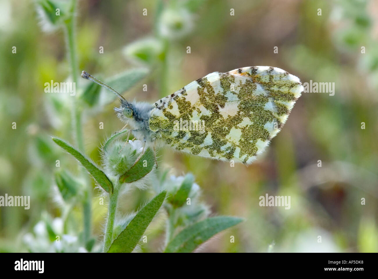 Desert orangetip hi-res stock photography and images - Alamy