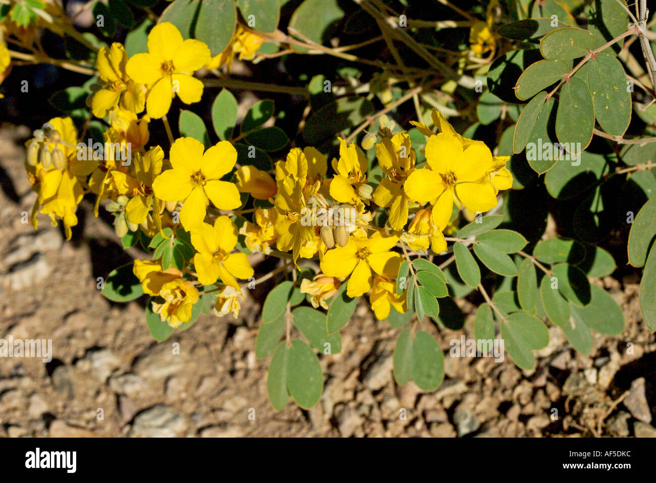 Desert senna hi-res stock photography and images - Alamy