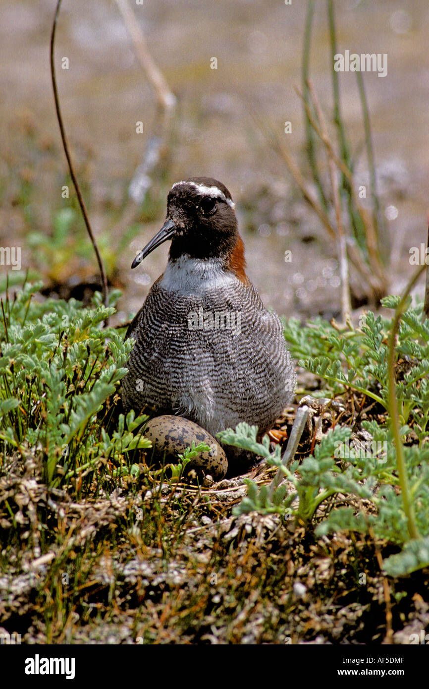 Diademed plover hi-res stock photography and images - Alamy