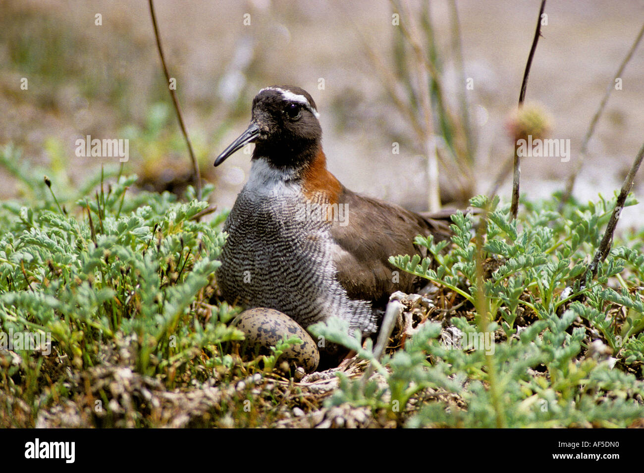 Diademed sandpiper plover hi-res stock photography and images - Alamy