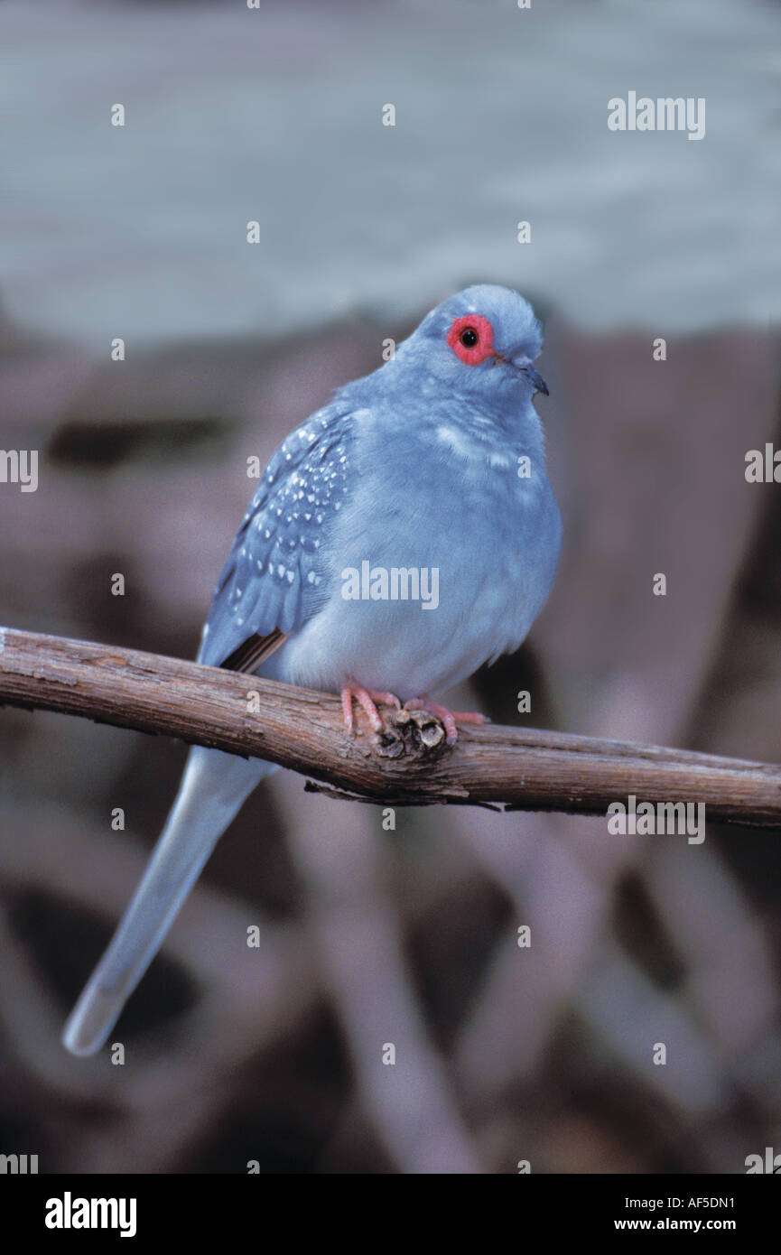 Diamond dove animal bird hi-res stock photography and images - Alamy