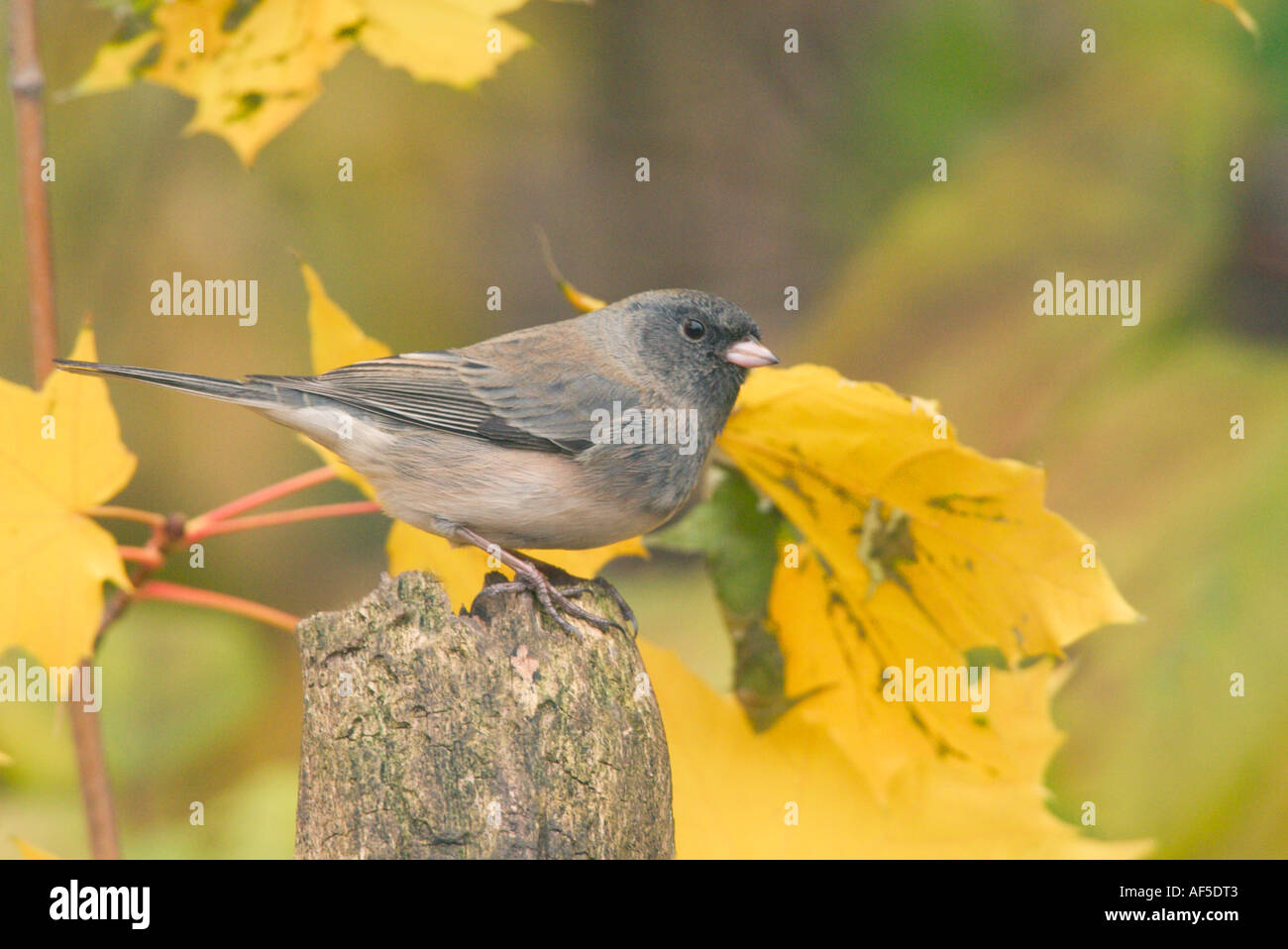 Dark-eyed Junco Emberizidae Slate colored Junco Stock Photo - Alamy