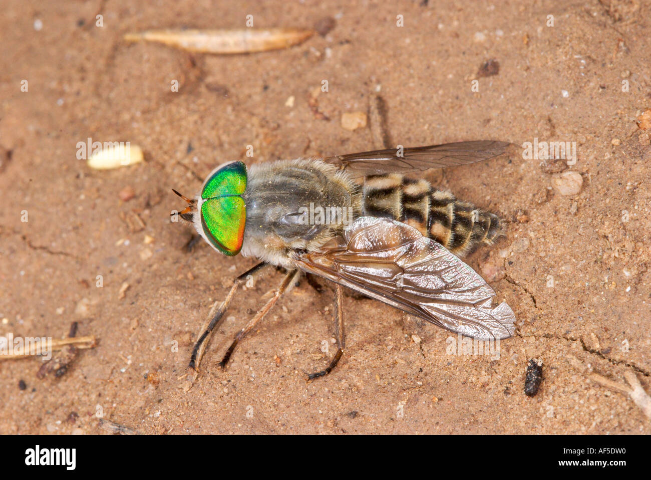 Deer Fly Tabanus sp White Mountains Arizona USA 17 June Diptera Tabanidae Stock Photo - Alamy