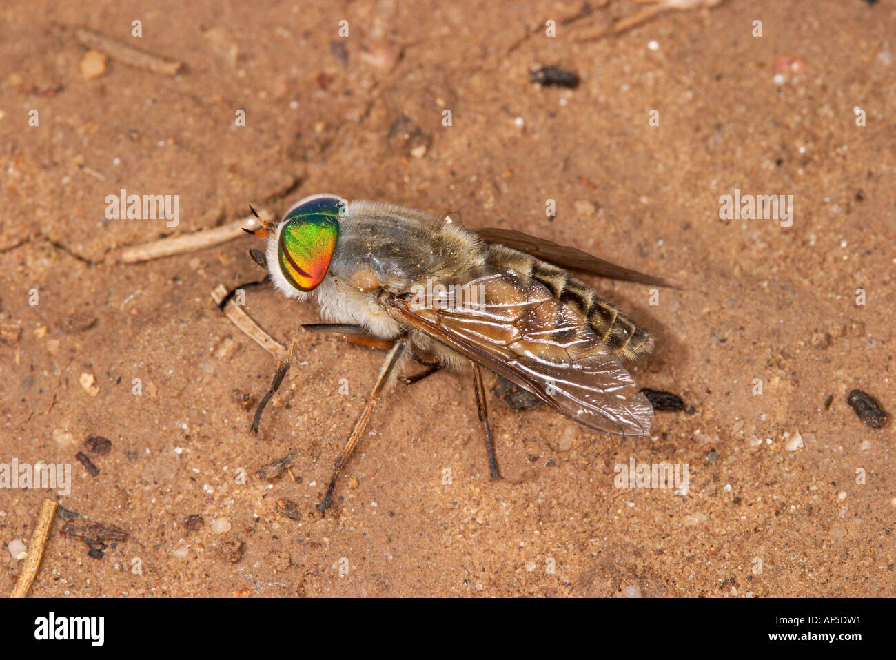 Deer Fly Tabanus sp White Mountains Arizona USA 17 June Diptera ...