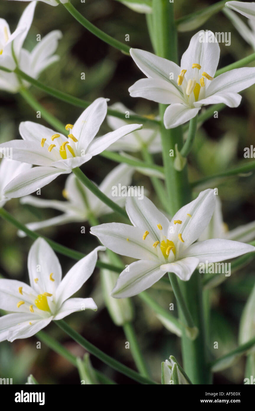 Pyramid shaped flowers hi-res stock photography and images - Alamy