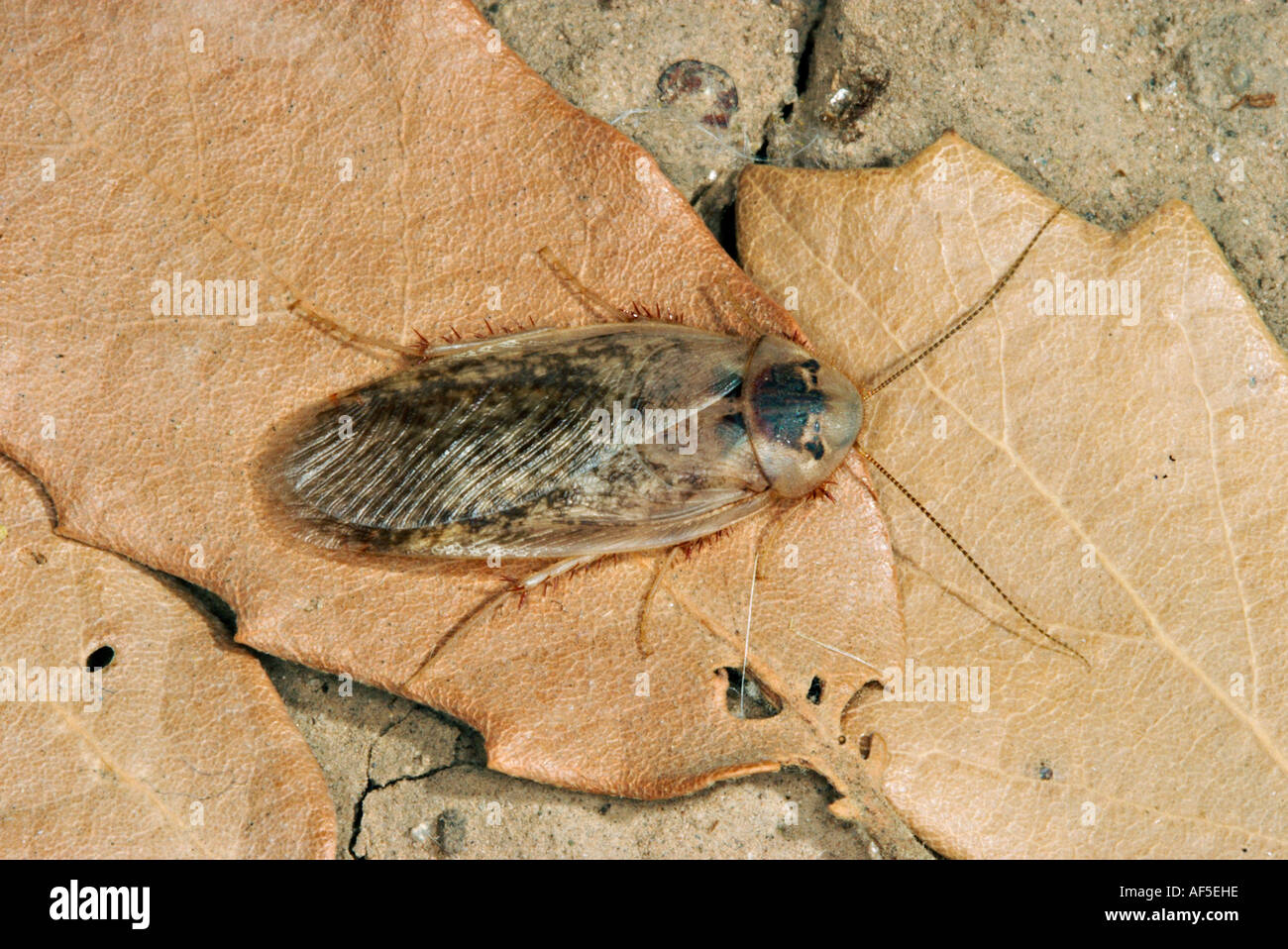 Native cockroach hi-res stock photography and images - Alamy