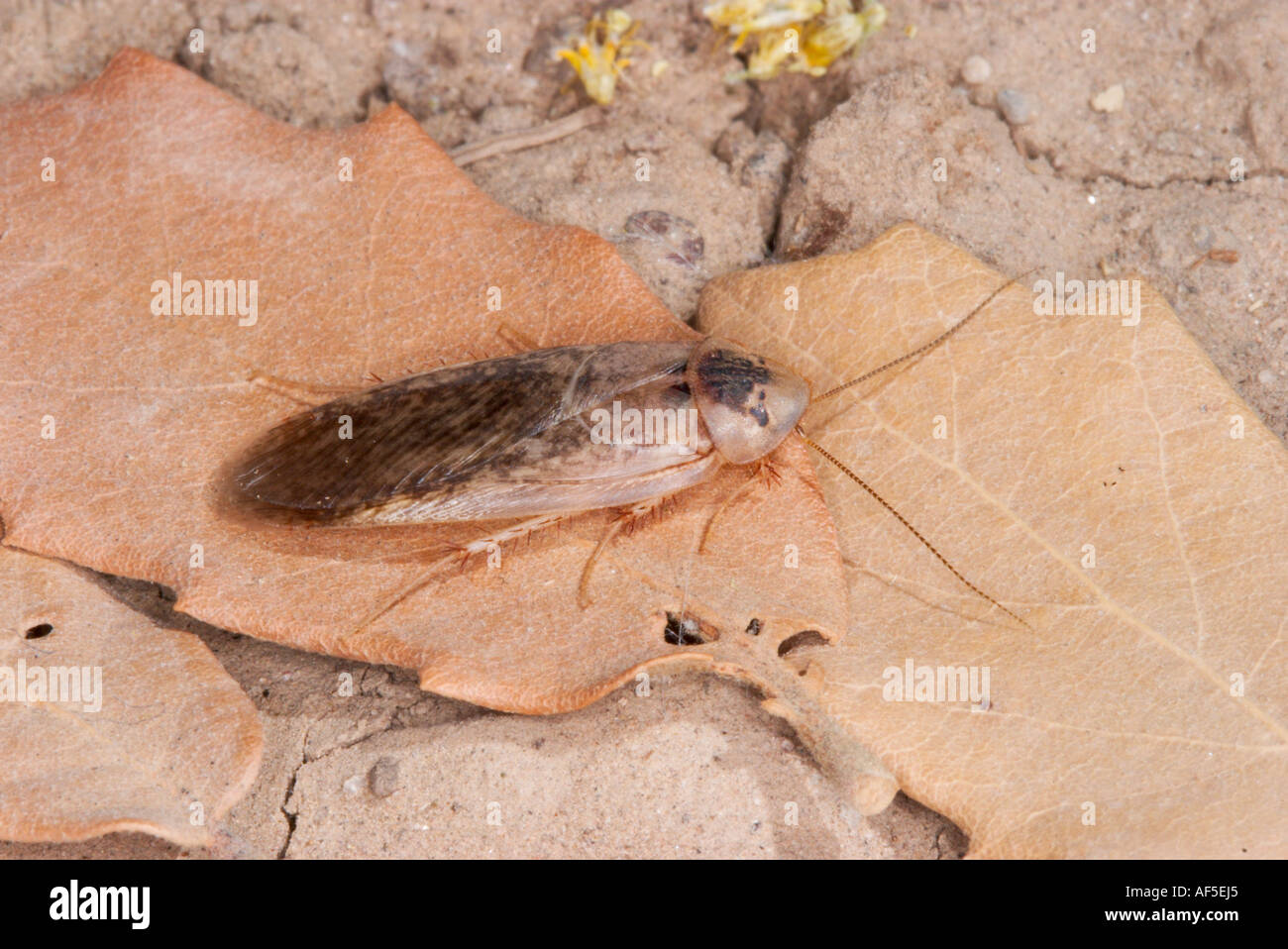 Desert cockroach hi-res stock photography and images - Alamy