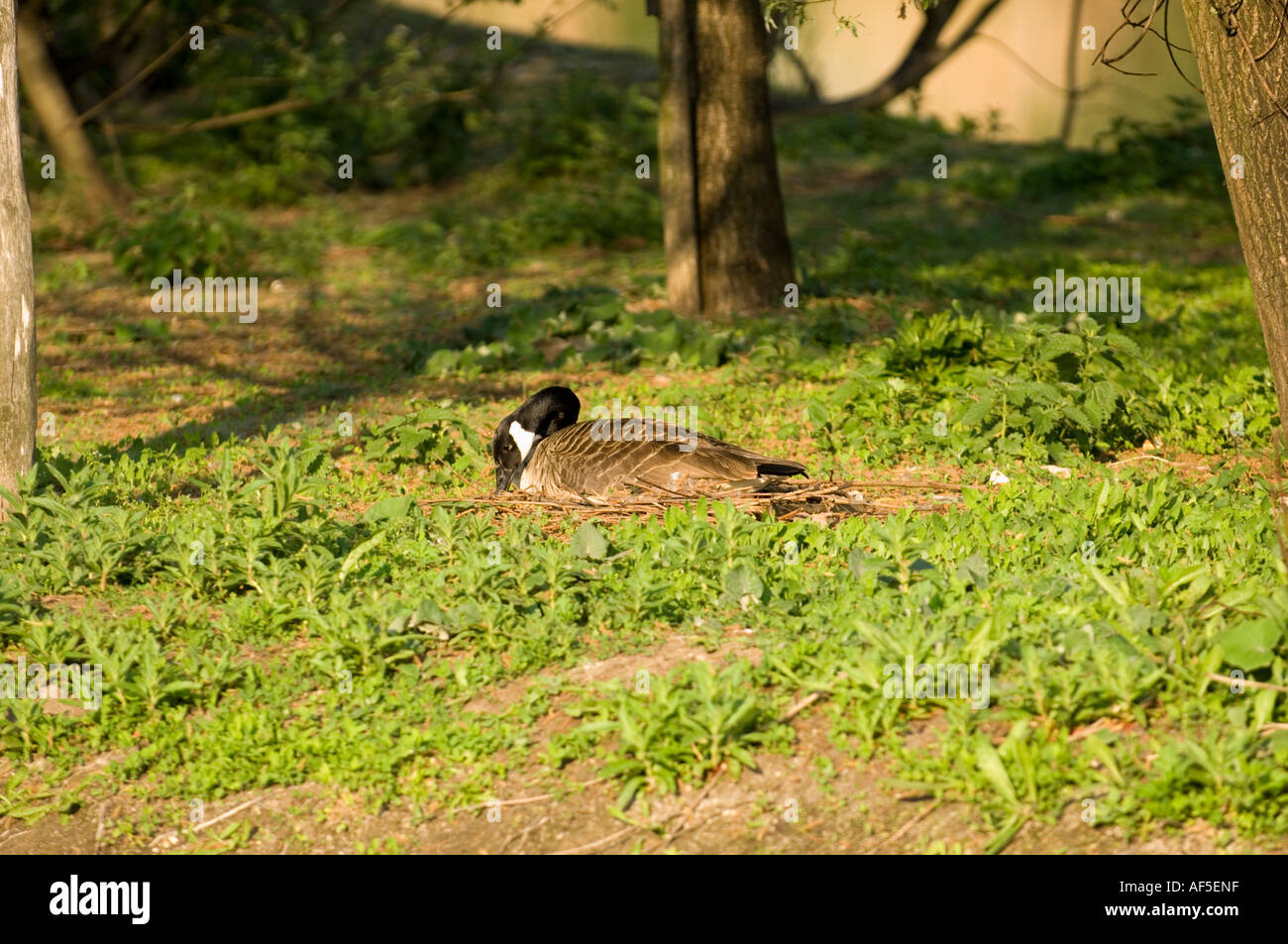 two 2 ducks swimming in pond sunny animals, birds, ducks, water, sun ...