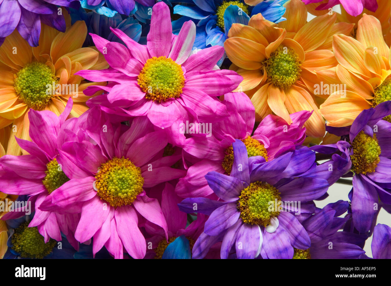 Bright coloured flowers hi-res stock photography and images - Alamy
